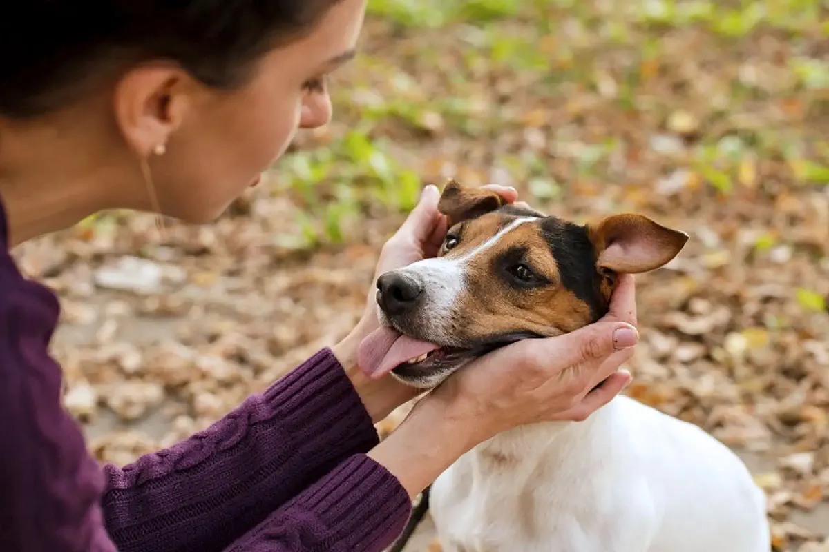 Estudio demuestra que interactuar con perros alivia el estrés