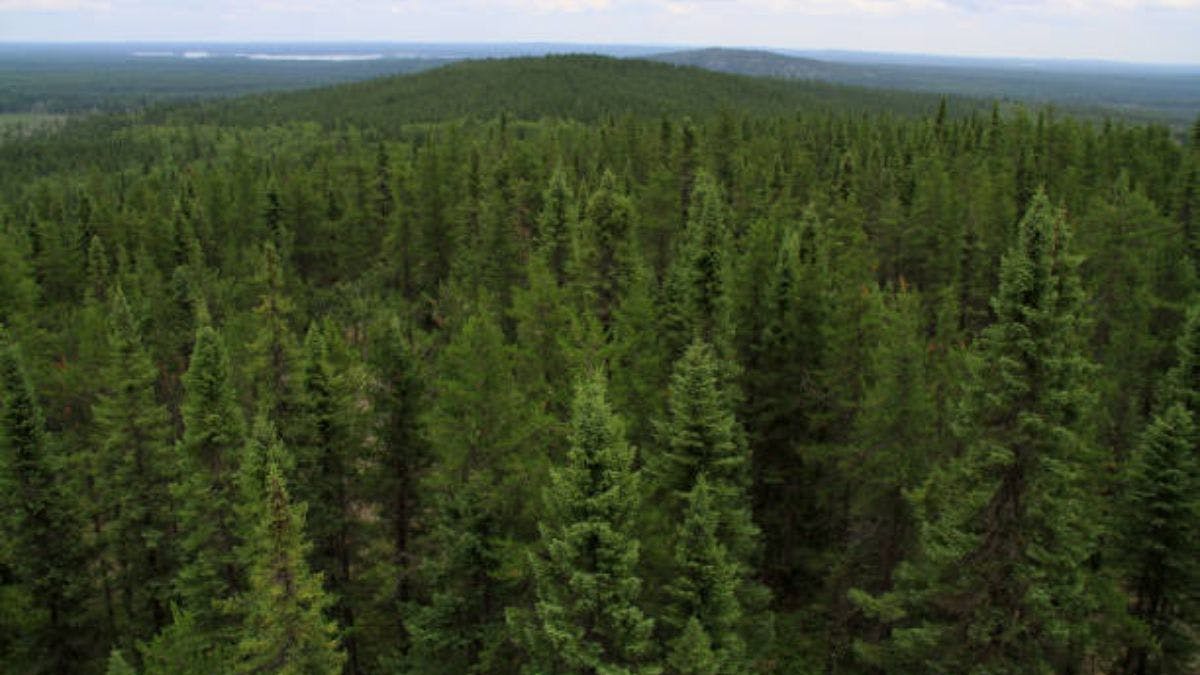 Así es el bosque más grande del mundo que supera al Amazonas