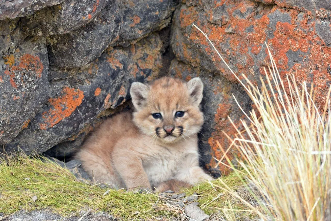 Nacieron cuatro cachorros de puma en el Parque Patagonia