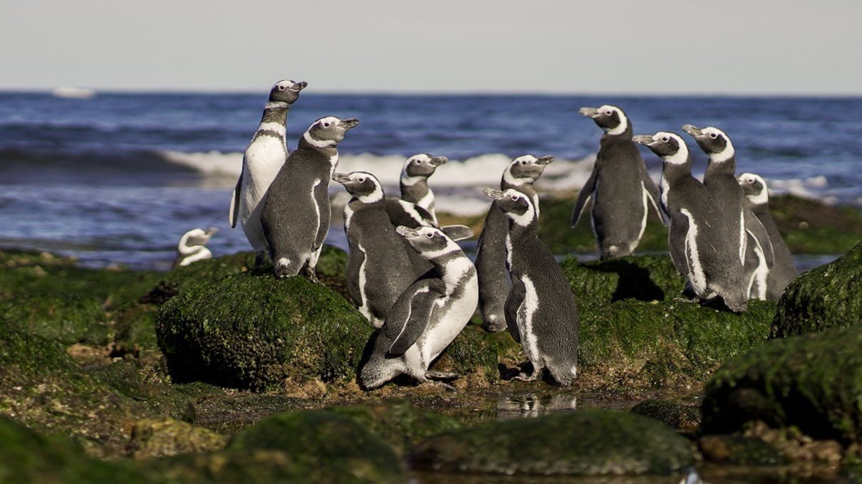 Chubut: investigación brindó datos para la conservación marina y su fauna