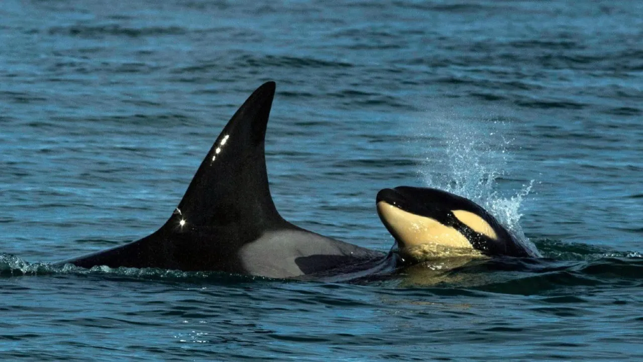 Comienza la temporada de orcas en Península Valdés, cuándo verlas desde ...