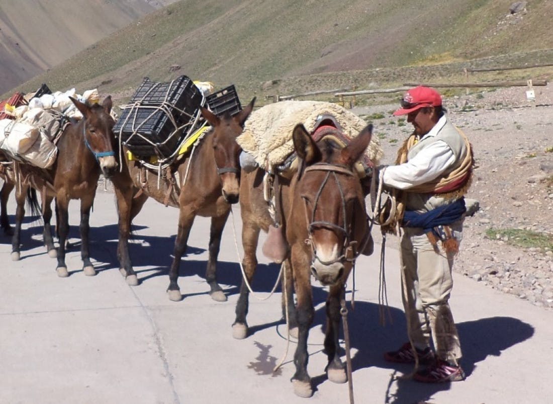 Piden una ley para abolir el trabajo esclavo de las mulas en el Aconcagua