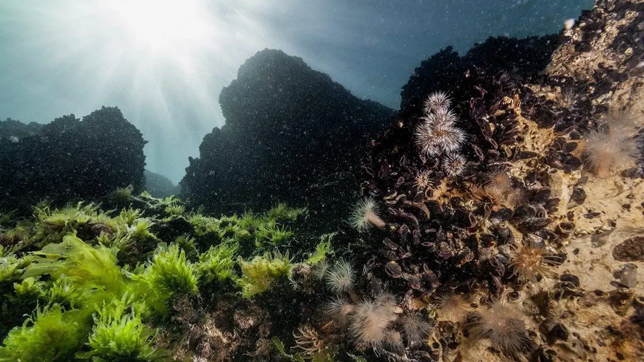 El efecto de las especies exóticas invasoras en la biodiversidad marina