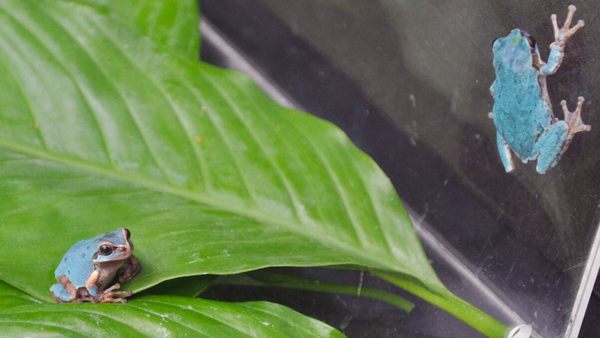 Japón: encontraron una rana de color azul