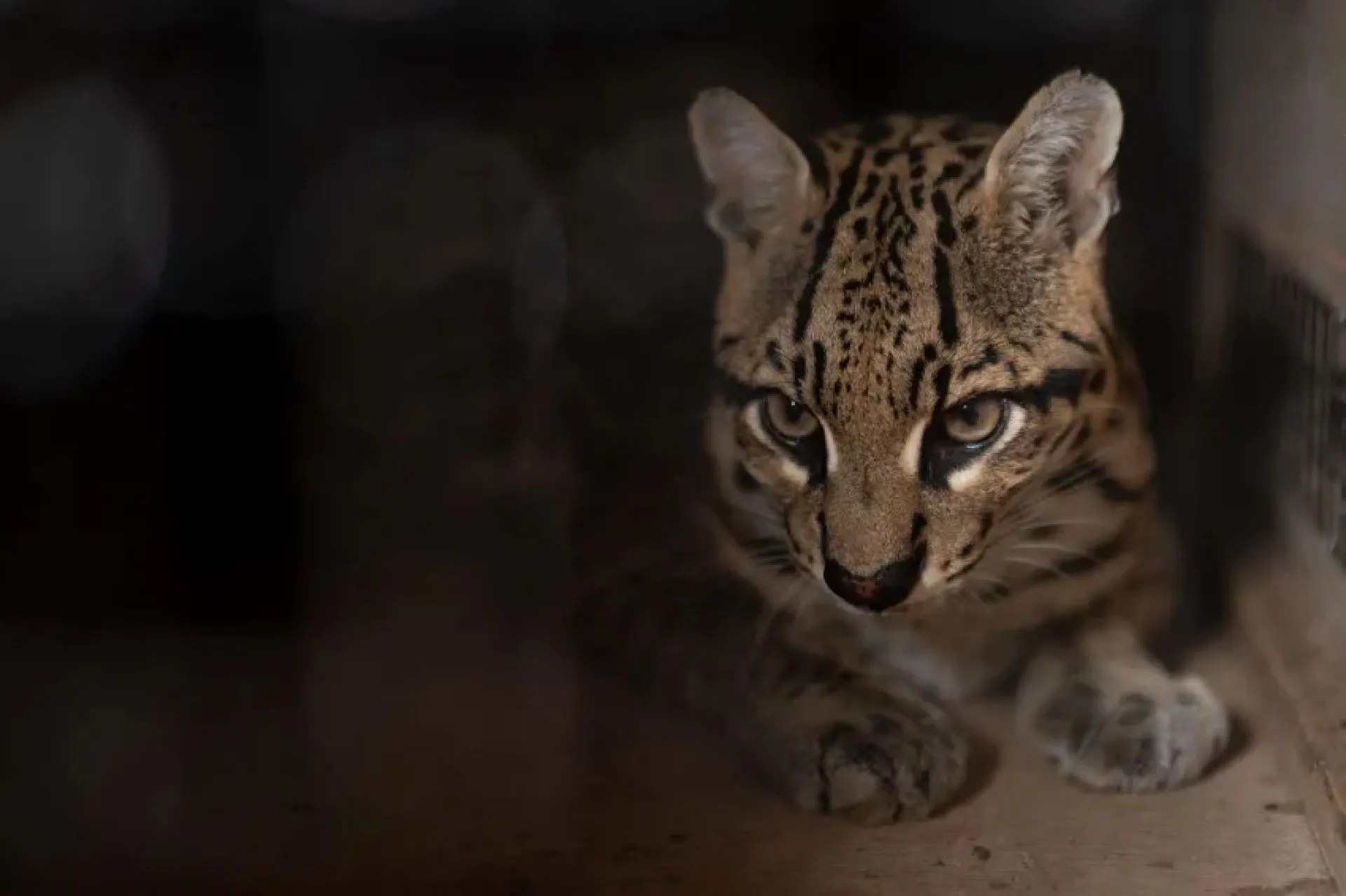 Llegaron tres hembras de ocelote desde Brasil a Corrientes