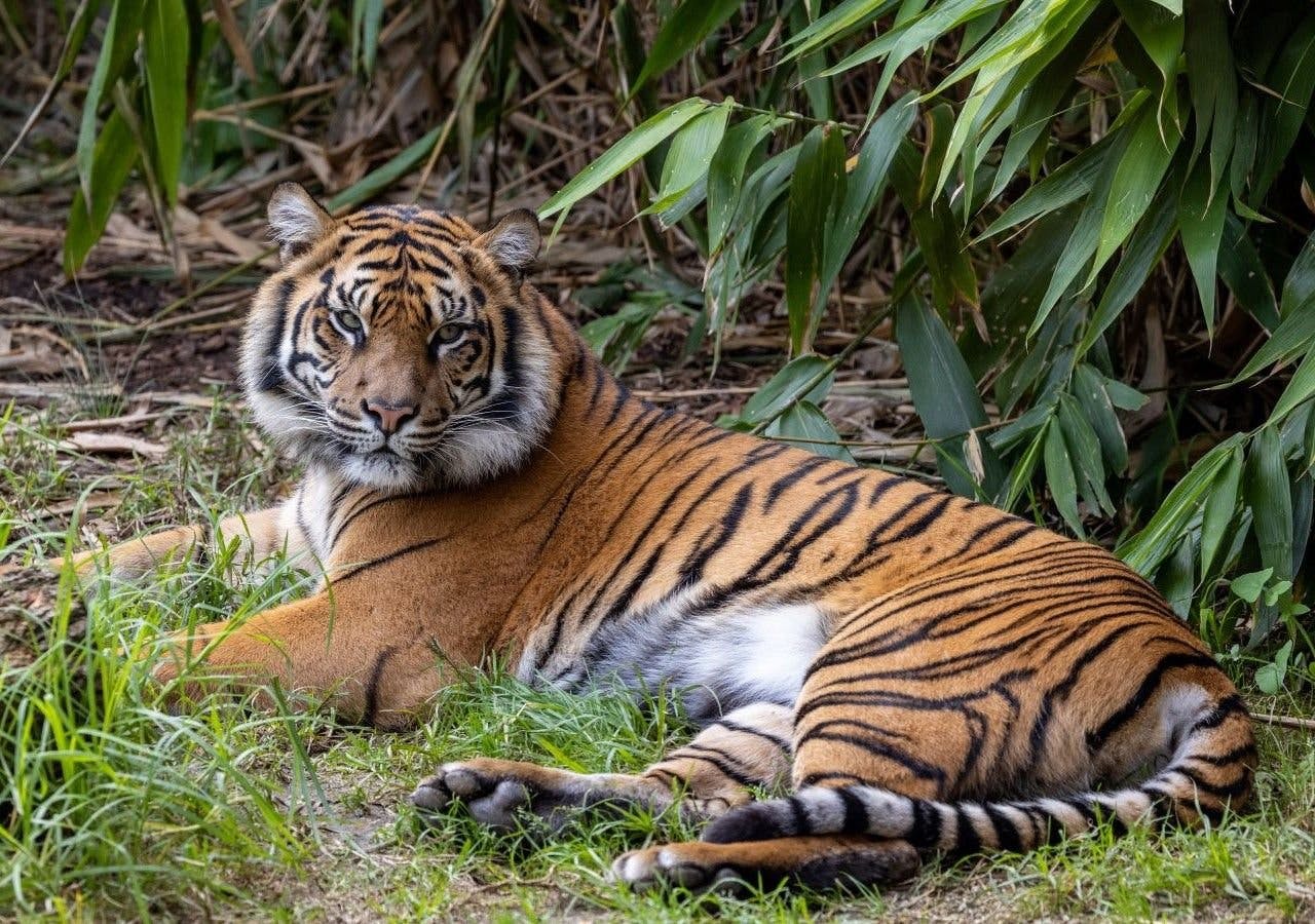 El tigre de Java podría no estar extinto, según un informe