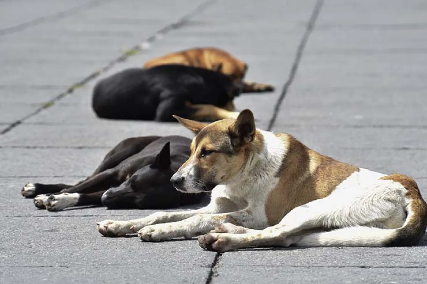 Rafaela is making progress in establishing the animal protection ...